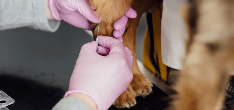 Intra-Articular PRP Injection | Aliso Viejo Animal Hospital in Aliso ...
